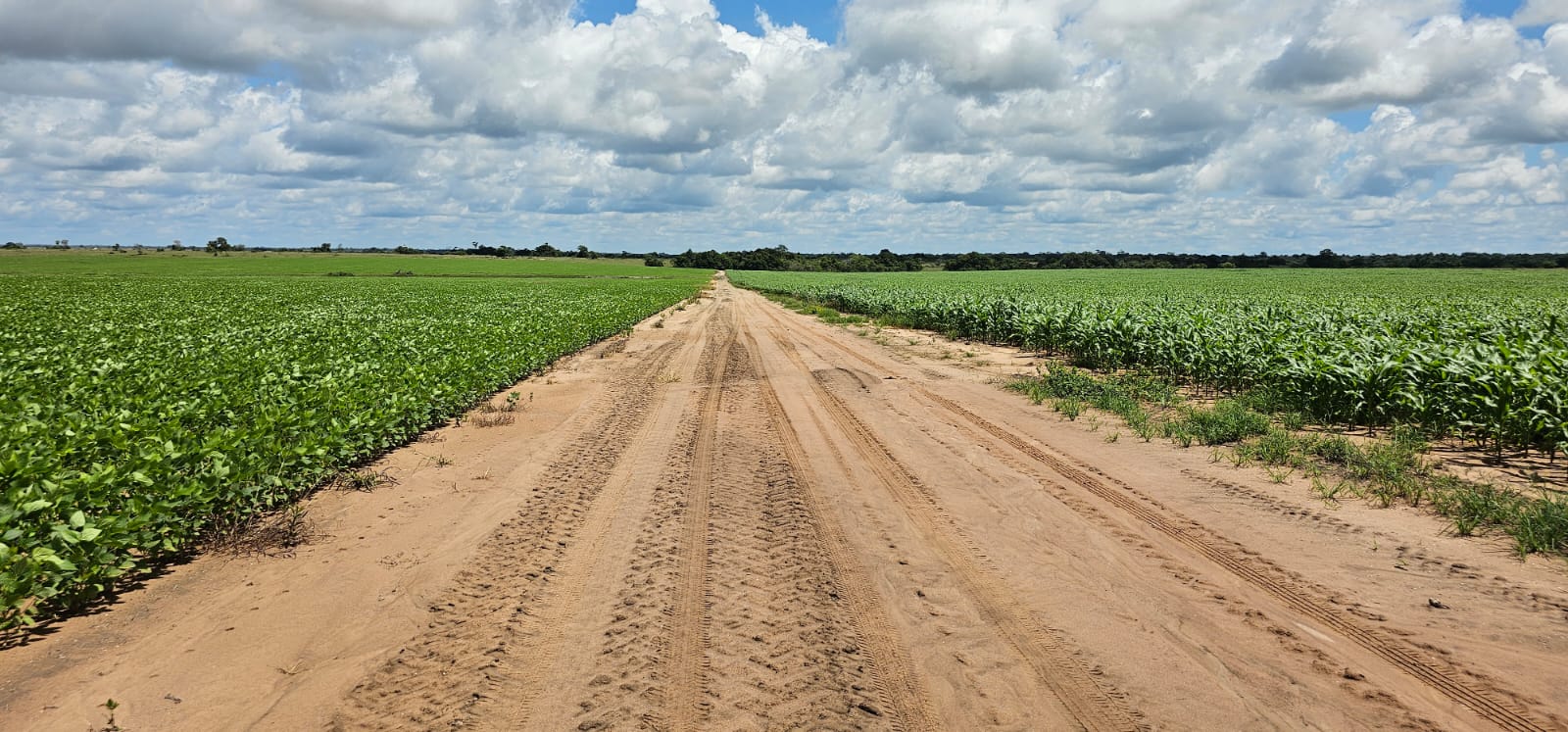 IBN Guyana - Intelligent Business Network